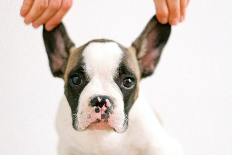 Cum curatati urechile cainelui? - E-vet