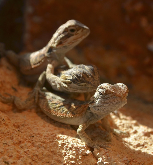 Ingrijirea puilor de agama cu barba - E-vet
