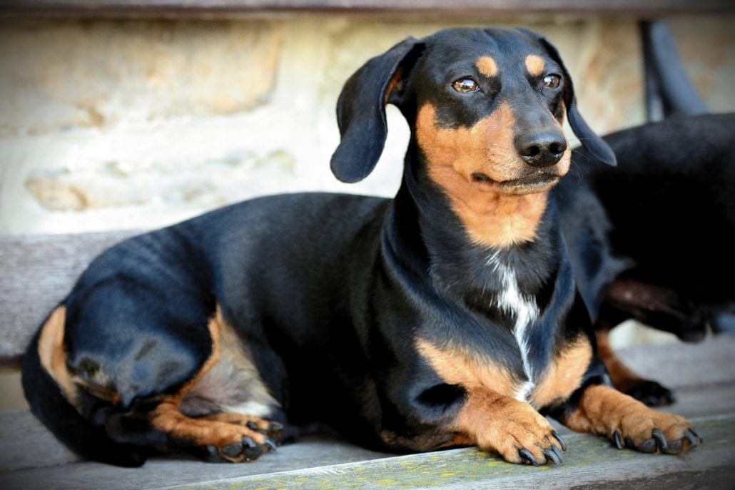 Caracteristici Rasa Teckel (Dachshund) - E-vet
