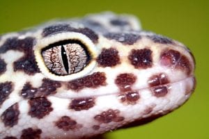 Soparla Gecko-Leopard - E-vet