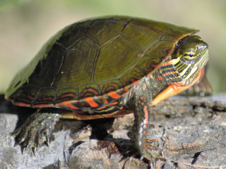 Broasca testoasa pictata - E-vet