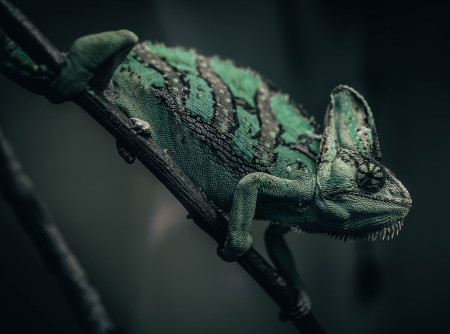 Cameleonul cu văl (cu coif) - E-vet