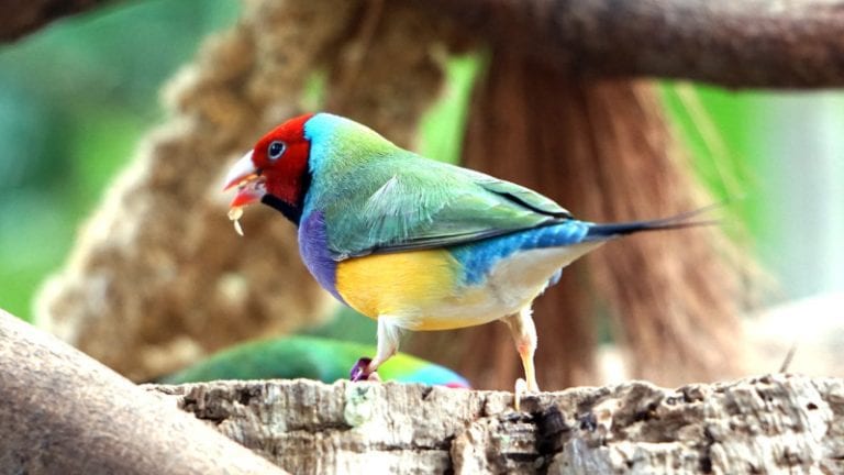 Cinteza Gouldian (cinteza curcubeu) - E-vet