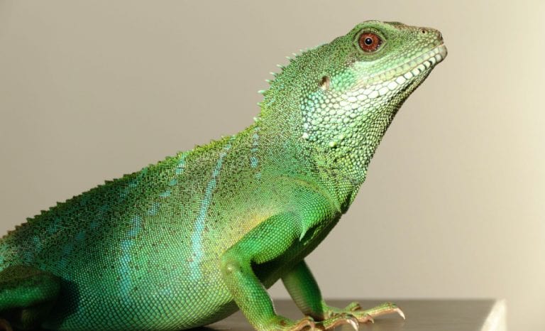 Dragonul chinezesc de apa - E-vet