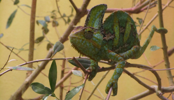 Cameleonul cu văl (cu coif) - E-vet