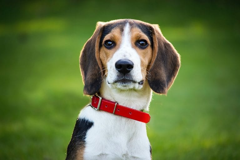 Rasa Beagle - E-vet