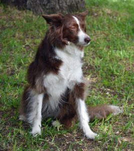 Rasa de caini Border Collie - E-vet