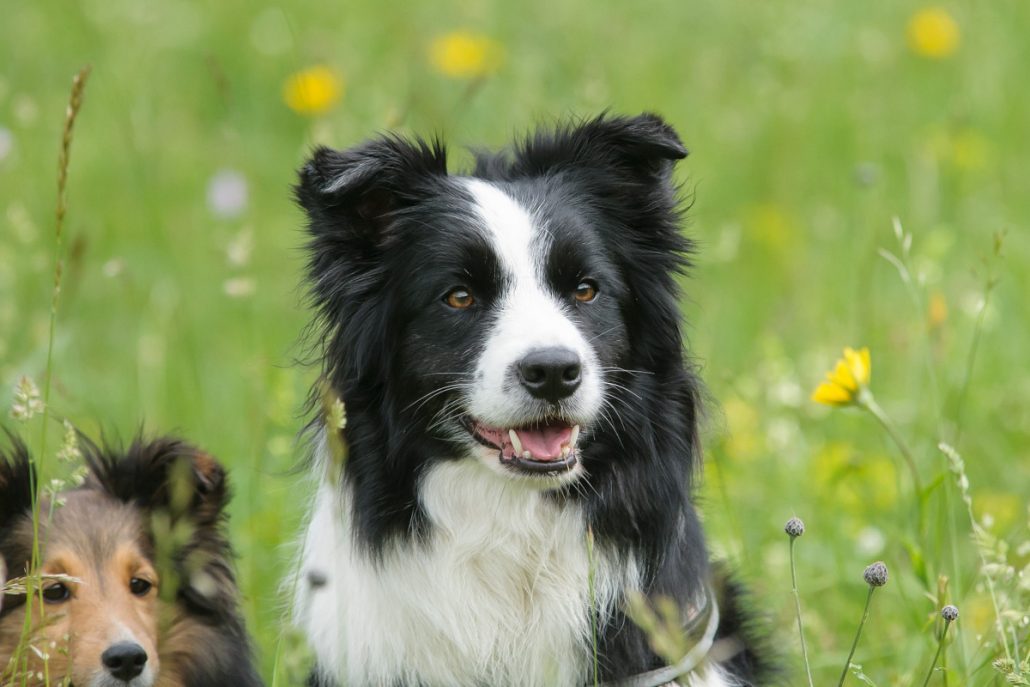 Rasa de caini Border Collie - E-vet