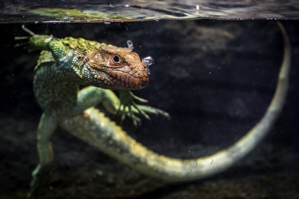 5 semne ca soparla dvs. este bolnava - E-vet