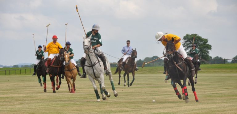Poneiul argentinian de polo (Argentine Polo Pony) - E-vet