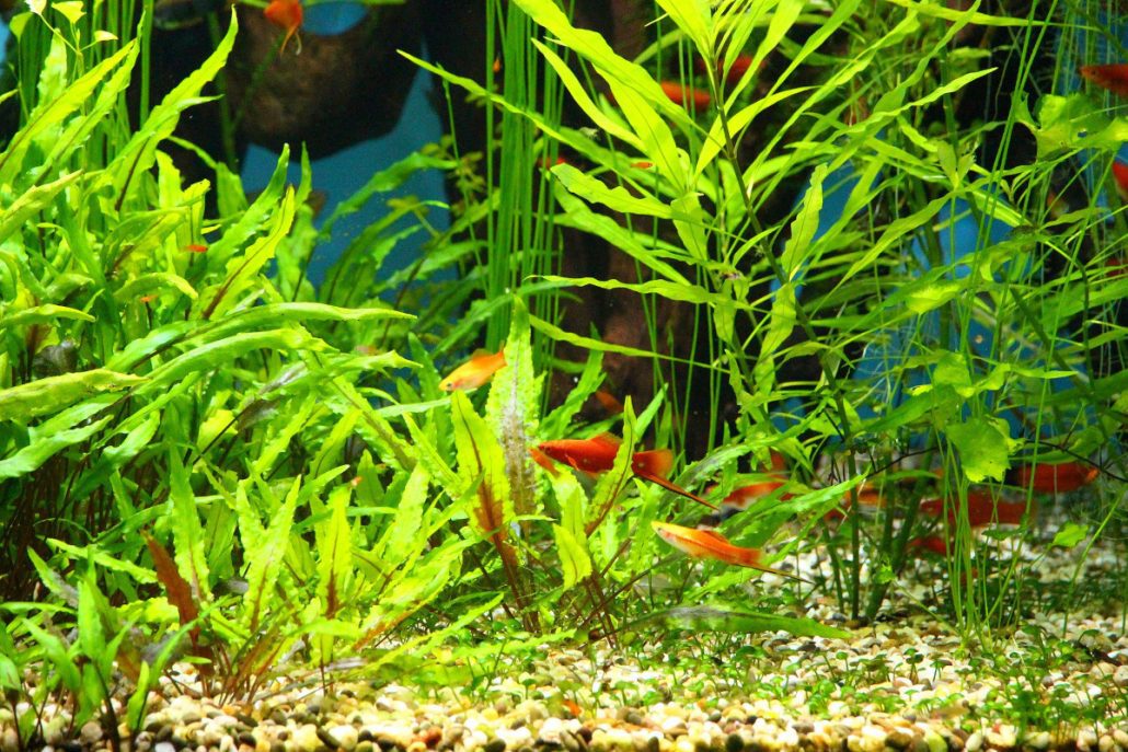 5 Plante de acvariu pentru incepatori - E-vet