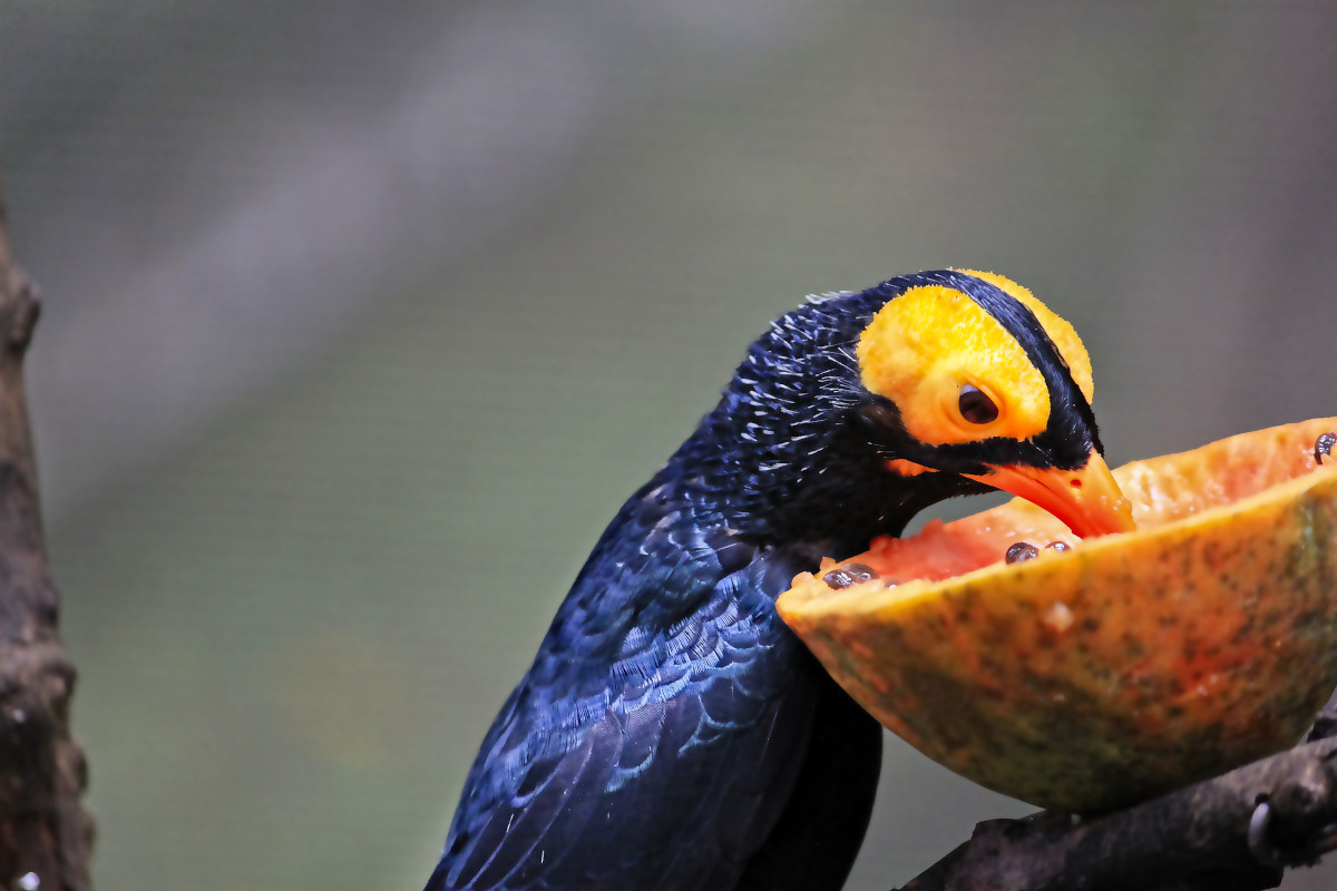 Hemocromatoza (surplusul de fier) la pasari - E-vet