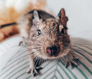Cum ingrijiti veverita degu - Tot ceea ce trebuie sa stiti - E-vet
