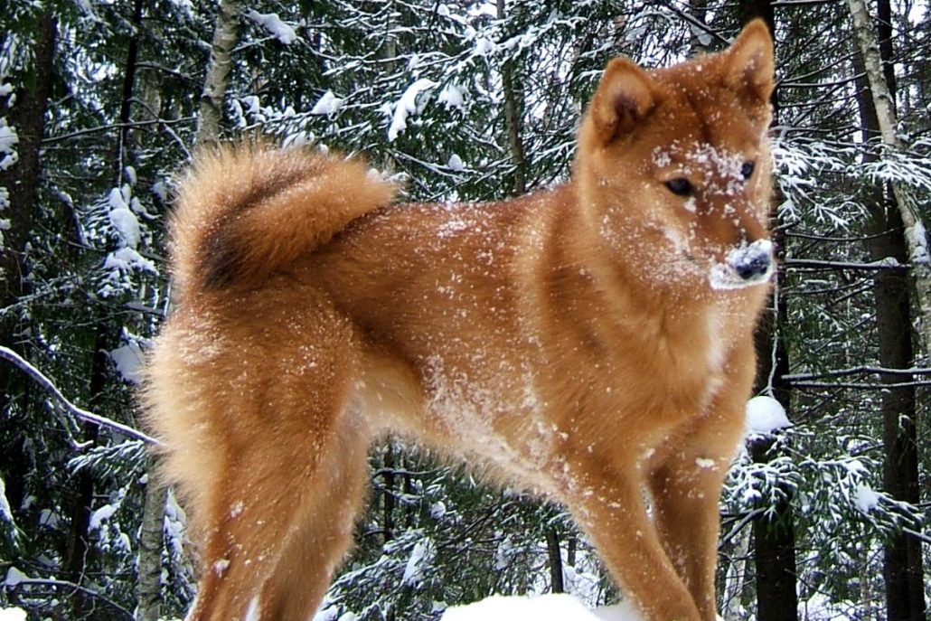 Rasa de caini Spitz Finlandez (Finkie) - E-vet