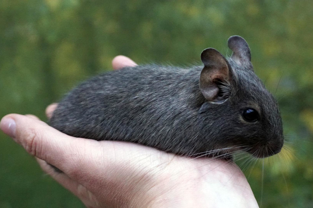 Cum ingrijiti veverita degu - Tot ceea ce trebuie sa stiti - E-vet