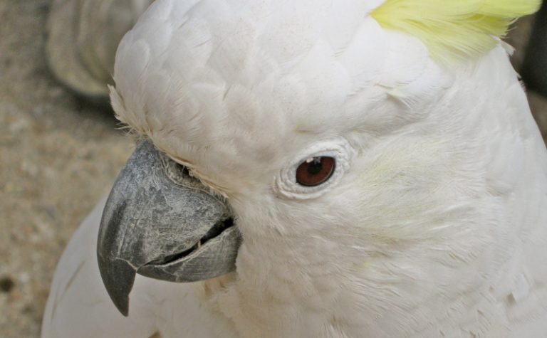 Papagalul Cacadu (mare) cu creasta galbena - E-vet