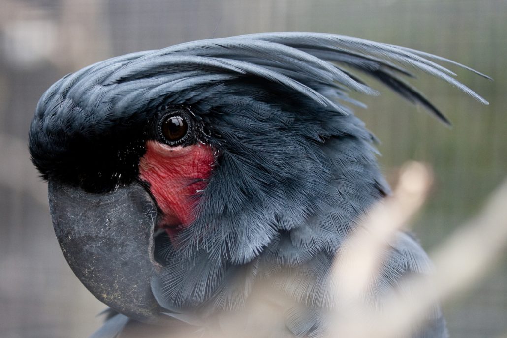 Papagalul Cacadu Goliat (negru) - E-vet