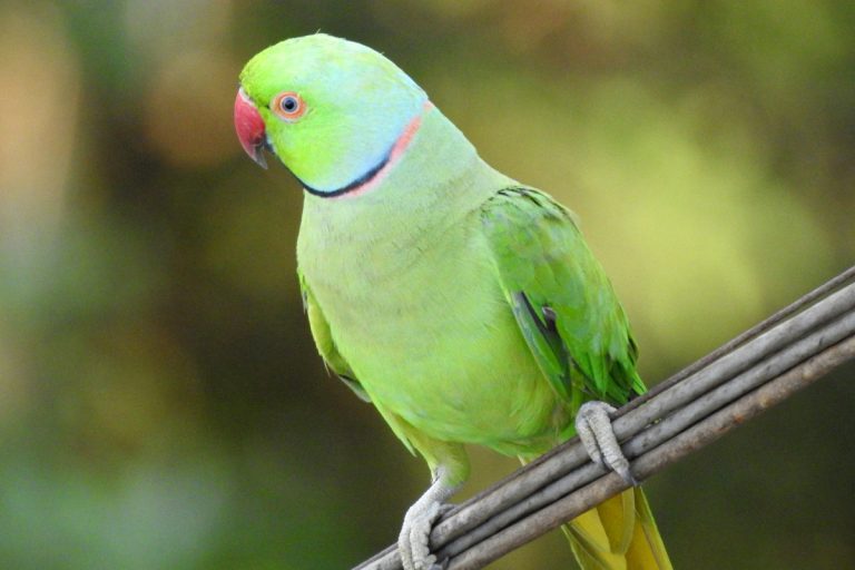 Papagalul (perusul) Indian cu guler trandafiriu - E-vet