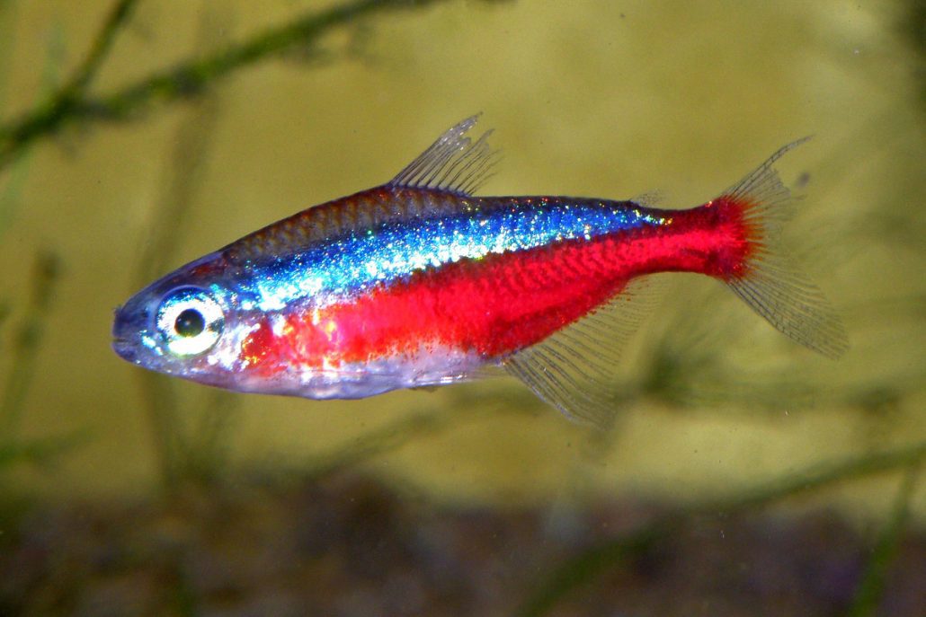Pestele Cardinal tetra - caracteristicile speciei - E-vet