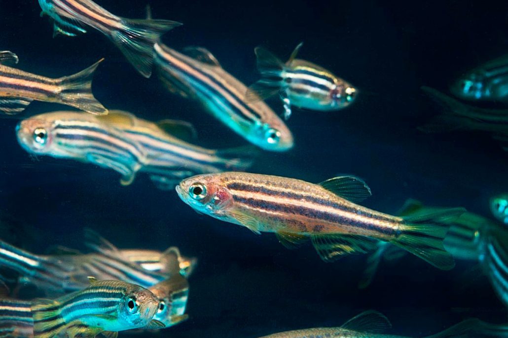 Pestele Zebra (Zebra danio) - caracteristicile speciei - E-vet