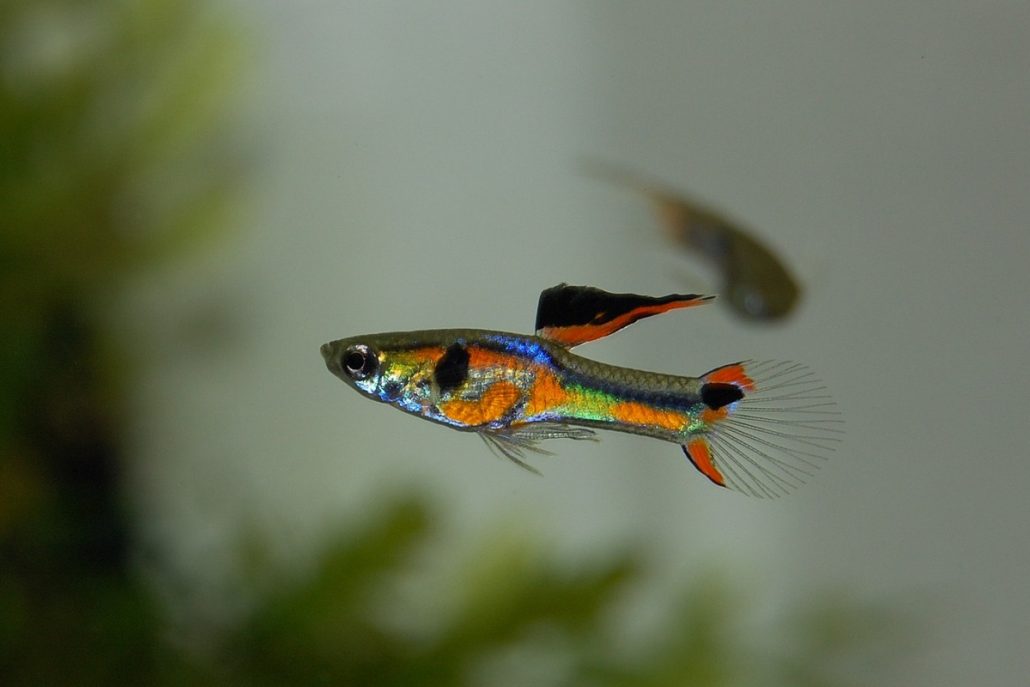 Specia de pesti Guppy - caracteristici - E-vet