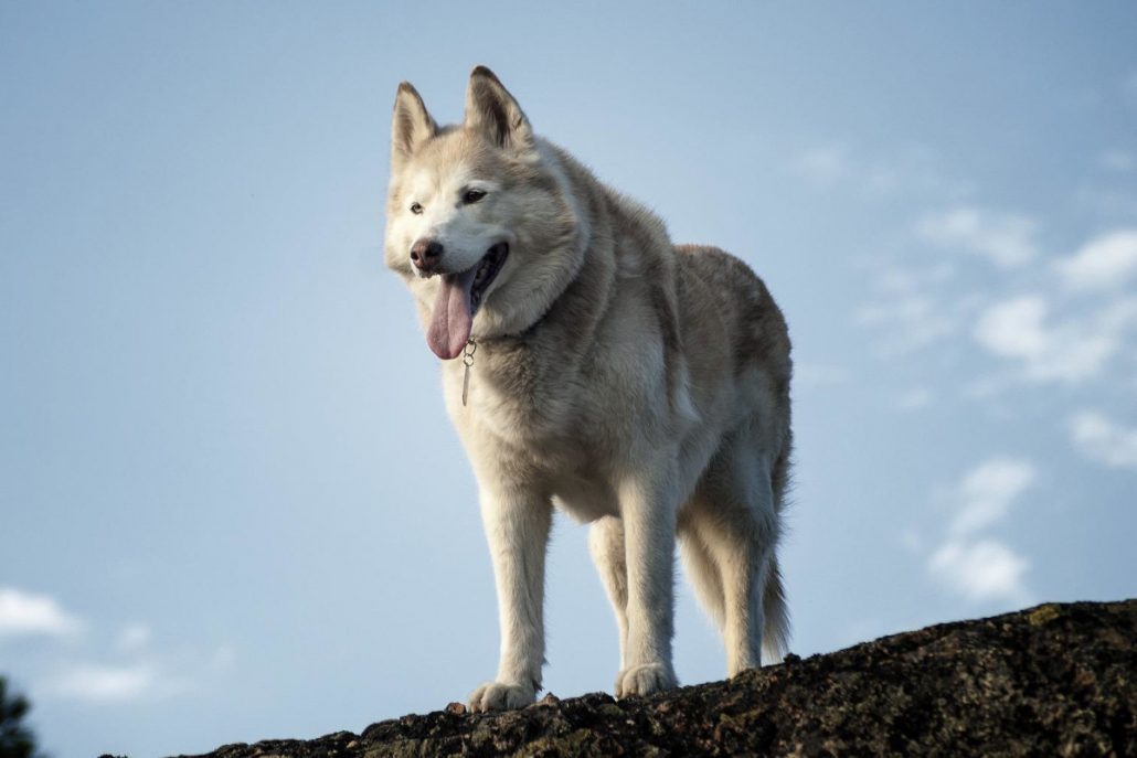 Rasa de caini Husky Siberian - E-vet