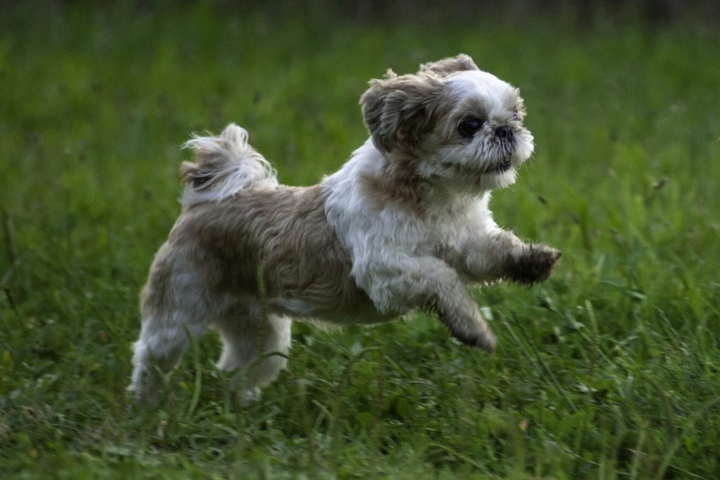Rasa de caini Shih Tzu - E-vet