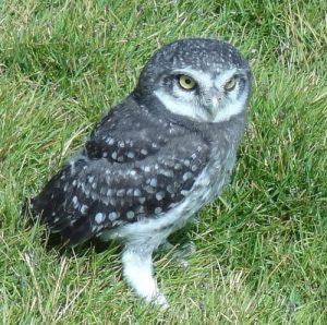 Puteti tine o cucuvea sau o bufnita ca animal de companie? - E-vet