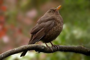 Mierla comuna - Caracteristicile speciei - E-vet