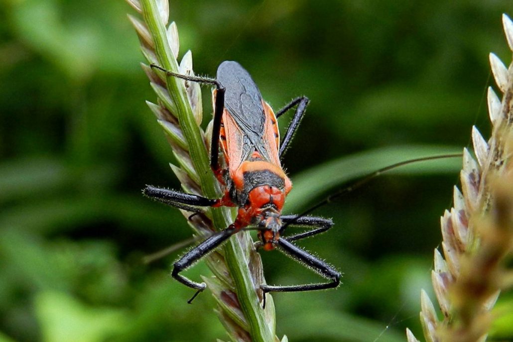 Boala Chagas la caini - Ce este, cum se manifesta si cum se trateaza ...