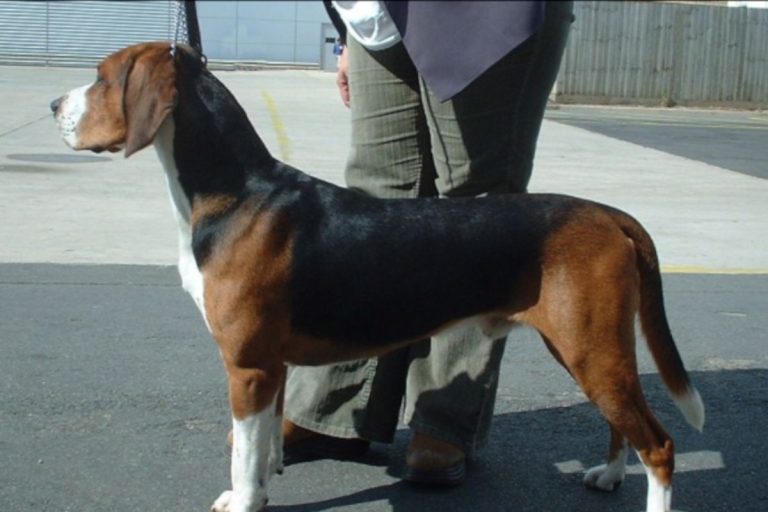 Rasa Copoi Hamilton - E-vet