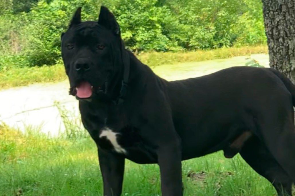 Rasa de caini Bandog - E-vet