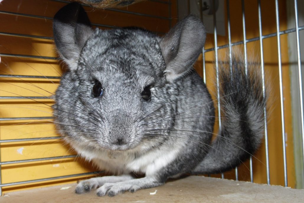 Sinsila ca animal de companie - tot ce trebuie sa stiti - E-vet